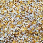Heirloom Corn for Distilling | High-Quality Grain